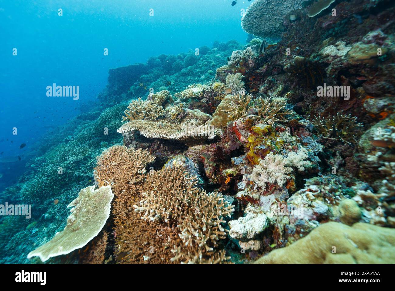 A scenic view of coral reefs at the bottom of the sea Stock Photo - Alamy