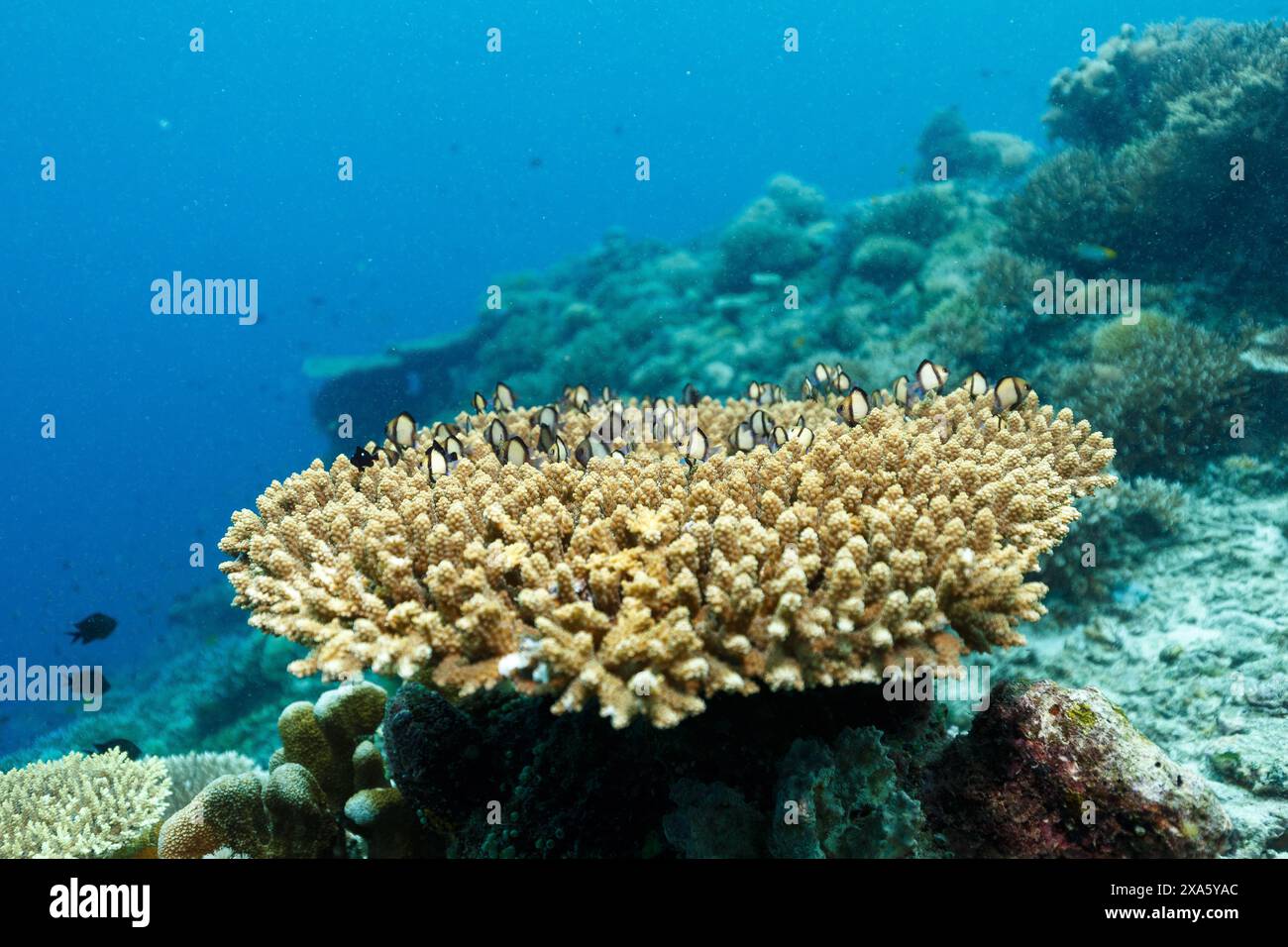 A scenic view of coral reefs at the bottom of the sea Stock Photo - Alamy