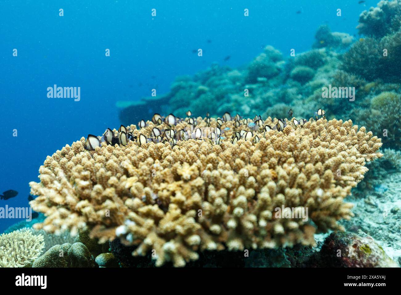 A scenic view of coral reefs at the bottom of the sea Stock Photo - Alamy