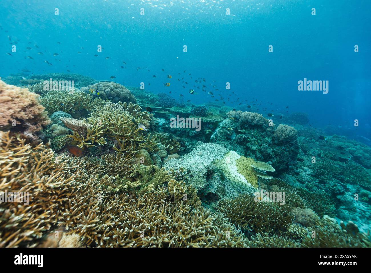 A scenic view of coral reefs at the bottom of the sea Stock Photo - Alamy