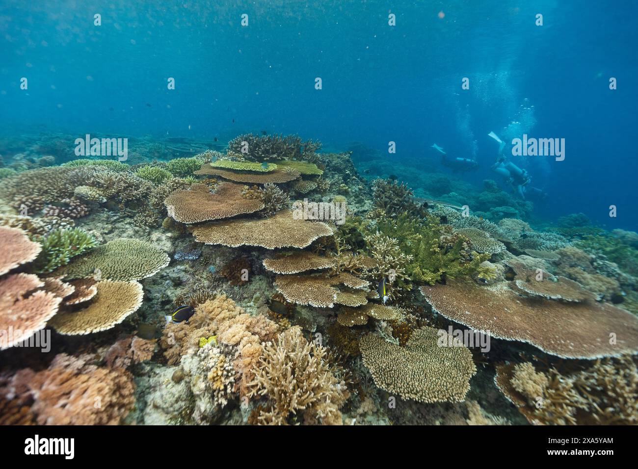 A scenic view of coral reefs at the bottom of the sea Stock Photo - Alamy