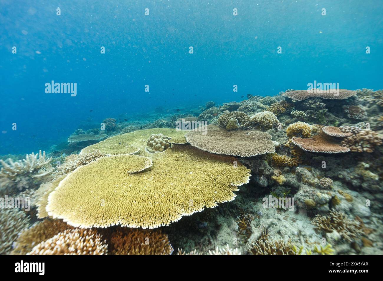 A scenic view of coral reefs at the bottom of the sea Stock Photo - Alamy