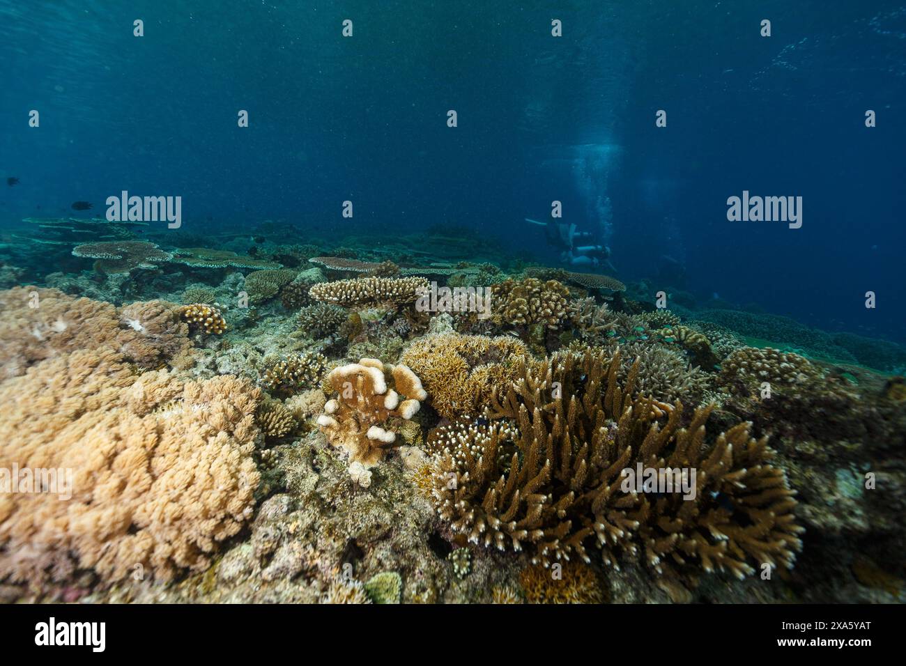 A scenic view of coral reefs at the bottom of the sea Stock Photo - Alamy