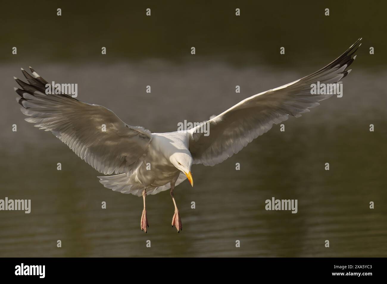 Gull soaring over water hi-res stock photography and images - Alamy