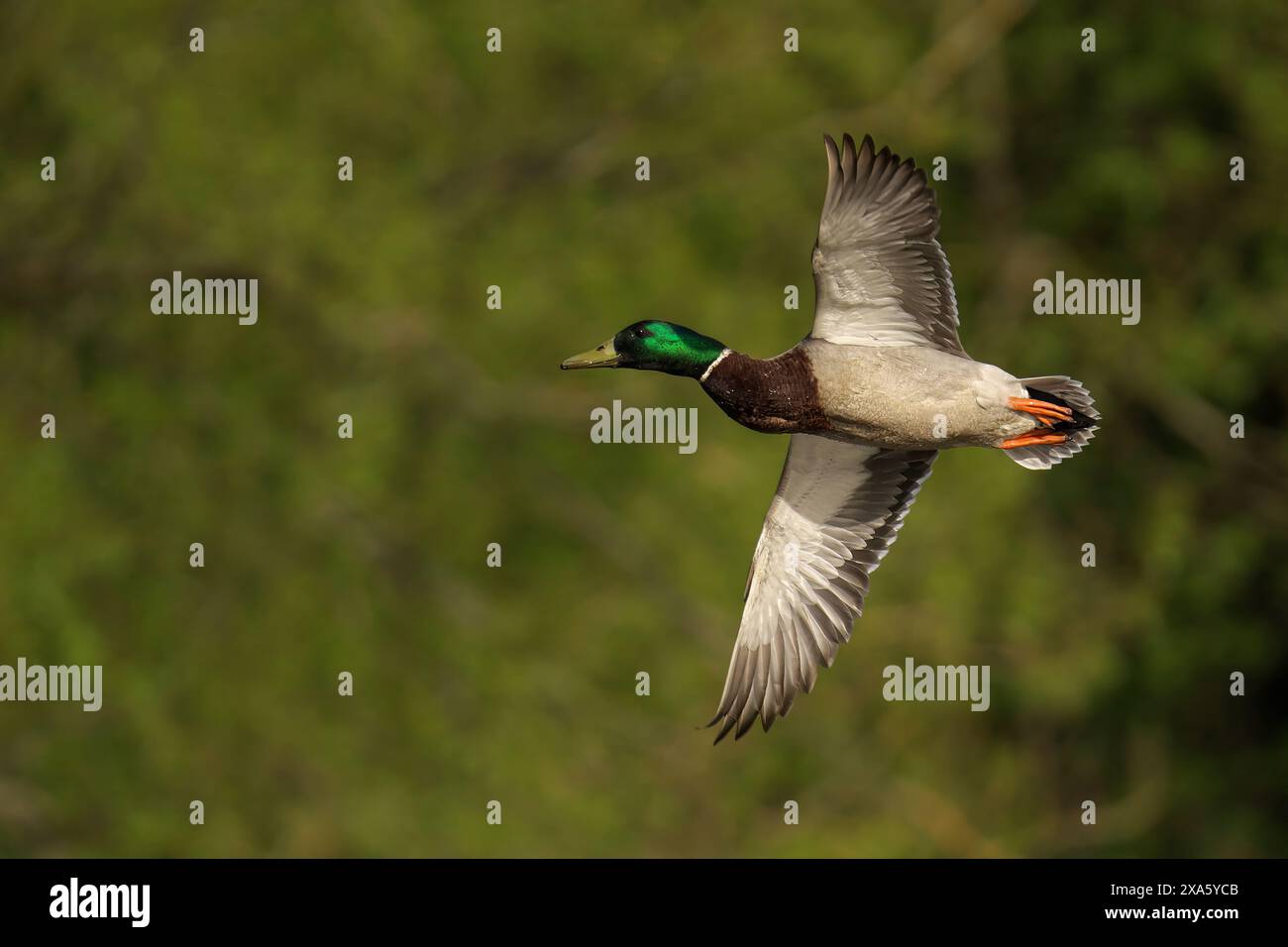 A majestic Male Mallard Duck soaring above a forest canopy Stock Photo - Alamy