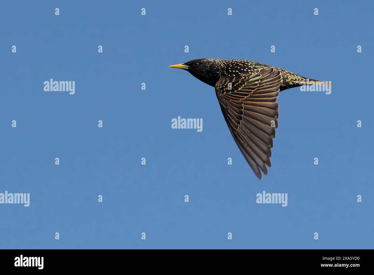 A majestic Starling soars through clear blue skies with wings spread ...