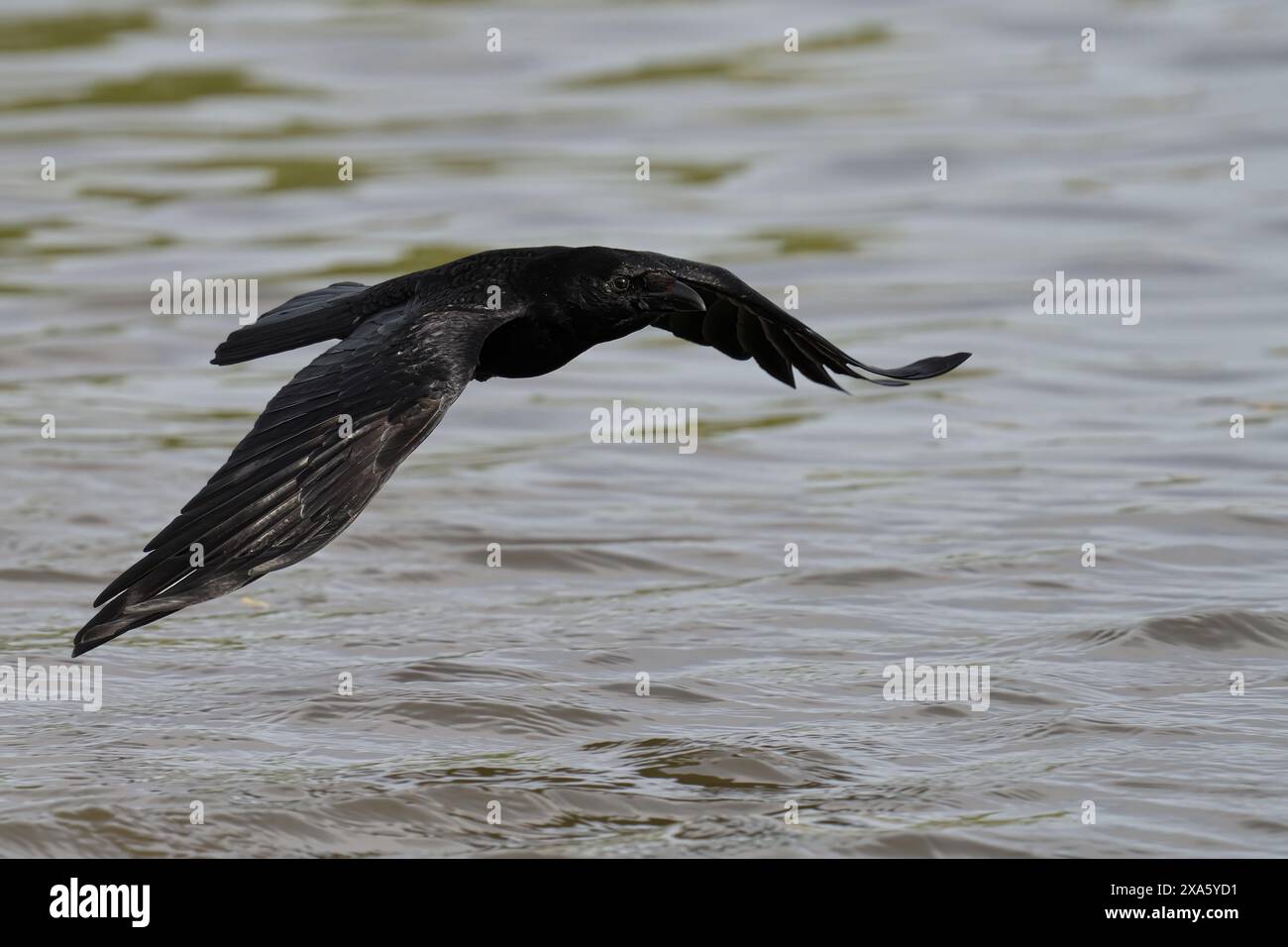 A Carrion Crow flying with wings extended over water Stock Photo - Alamy