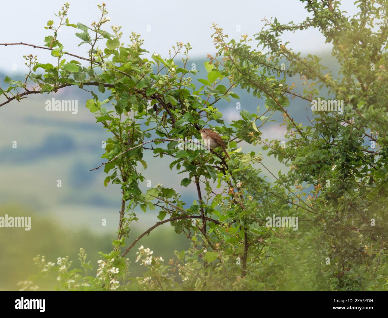 Common nightingale Luscinia megarhynchos singing from an arched bramble ...