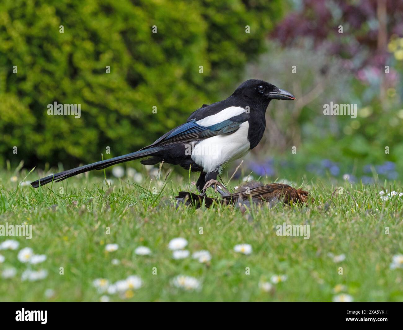 Common magpie Pica pica feeding on a dead juvenile Common blackbird on ...