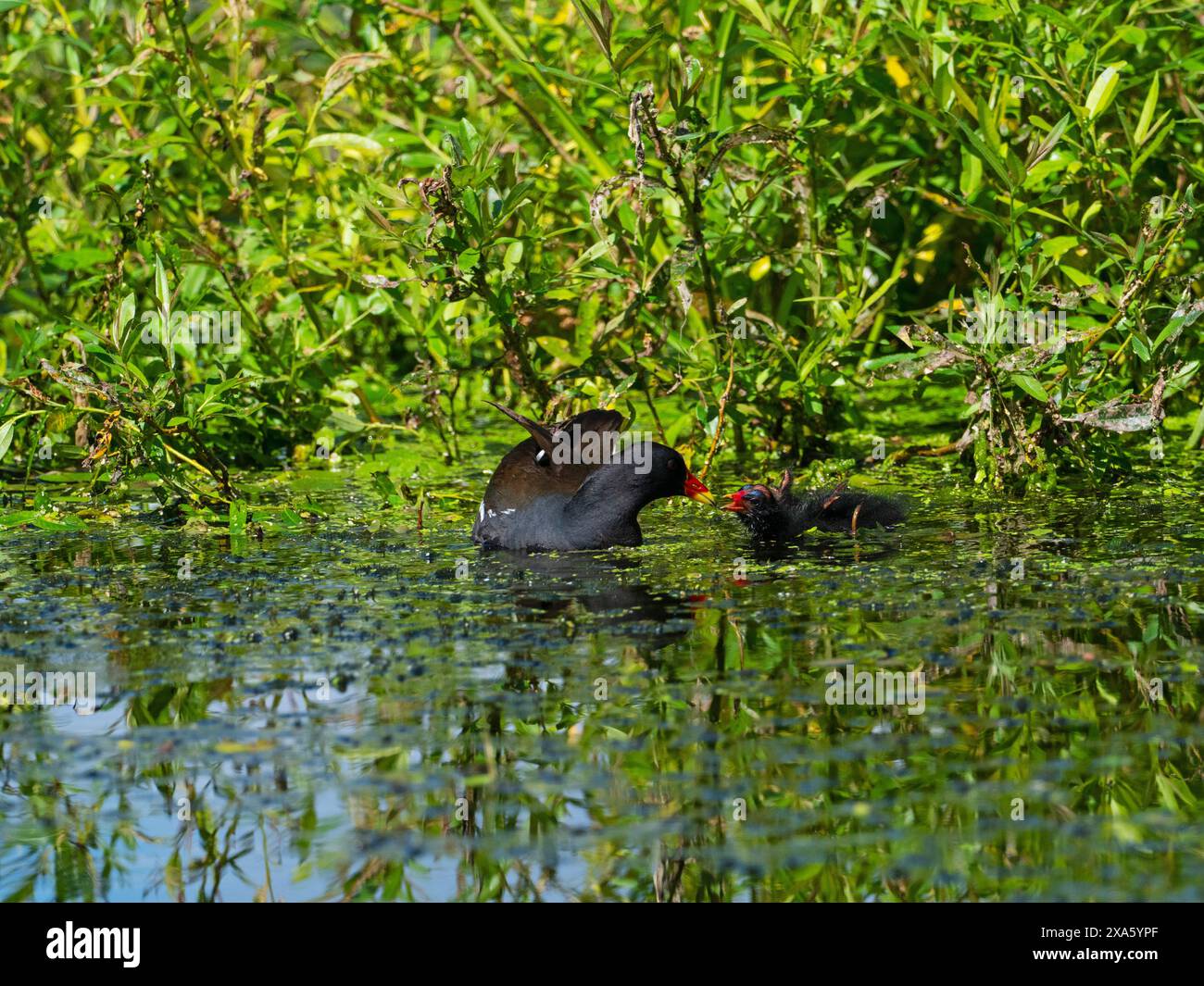 Common moorhen Gallinula chloropus adult feeding a chick in a water ...