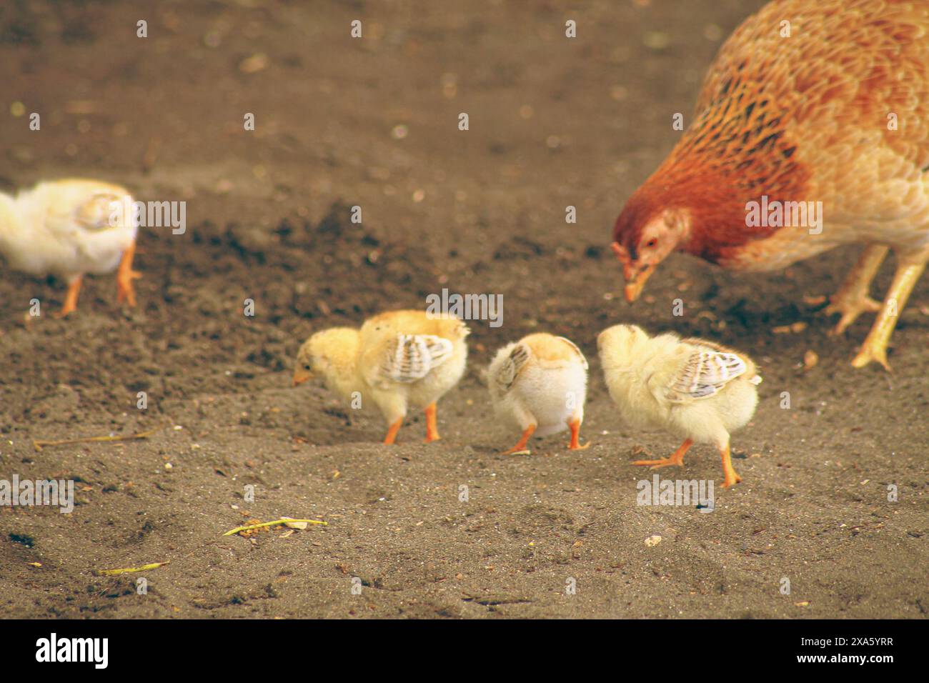 A free roaming native brooding hen pecking the ground in search of food ...