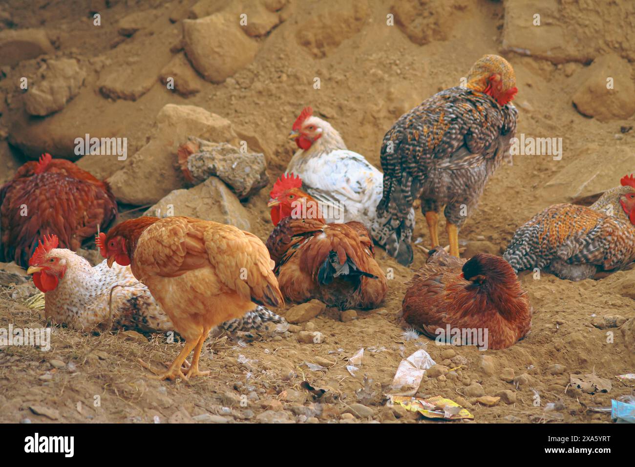 A group of free-range chickens pecking and resting on the ground ...