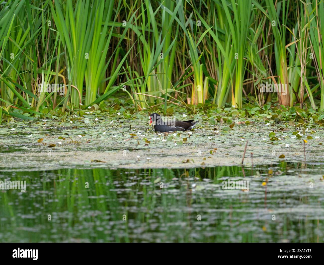 Common moorhen Gallinula chloropus amongst Frogbit Hydrocharis morsus ...