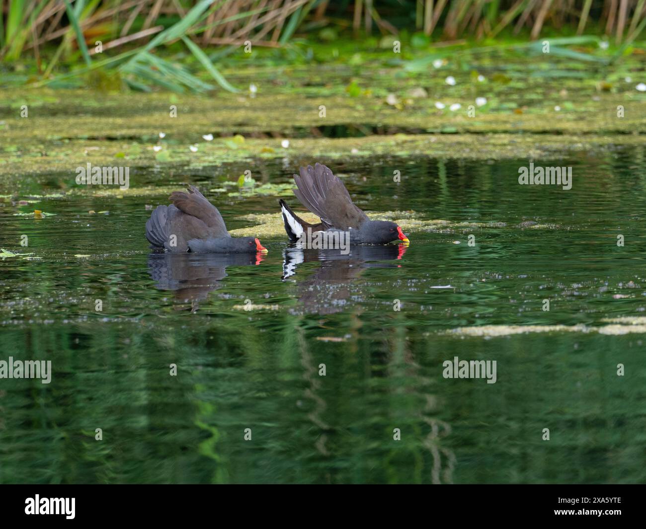 Common moorhen Gallinula chloropus in territorial dispute with Frogbit ...