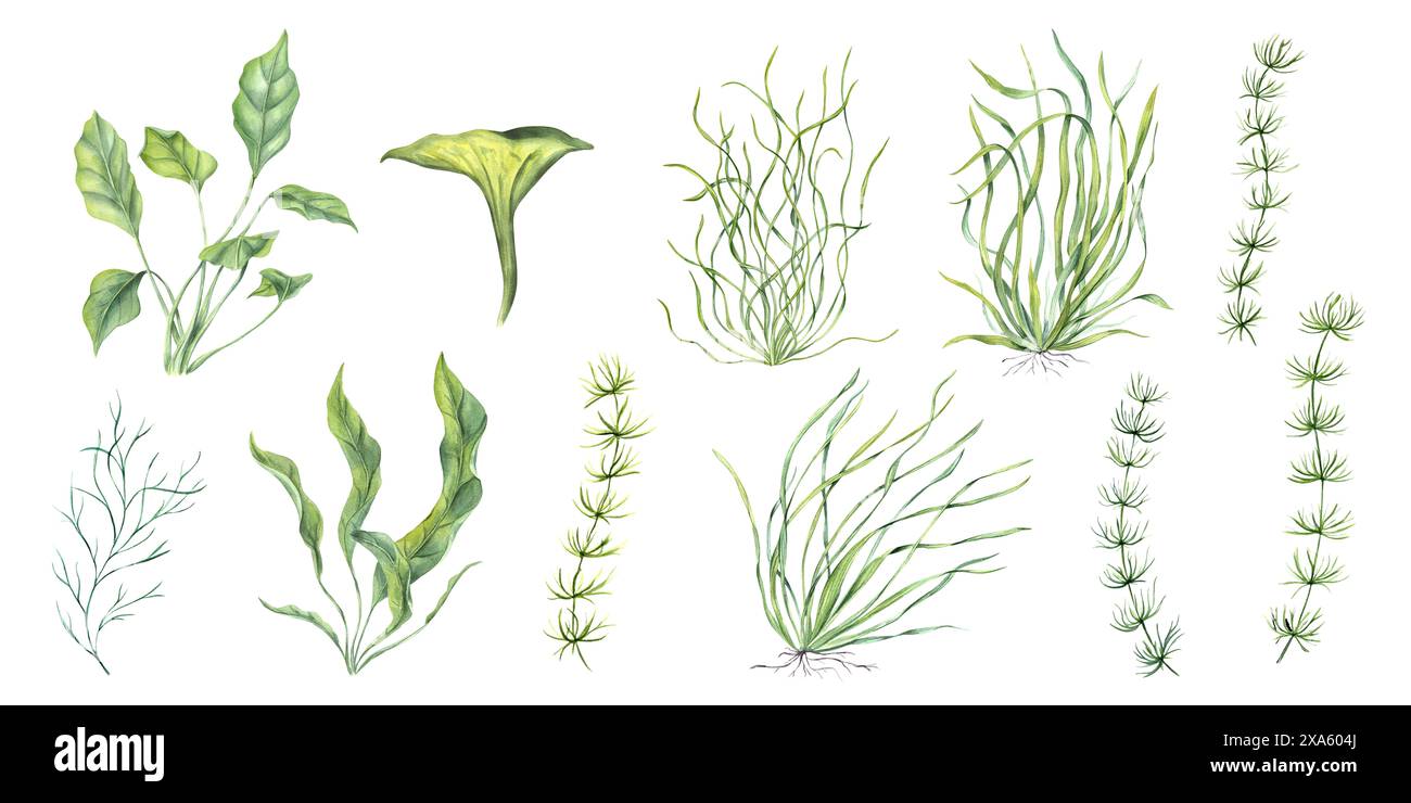 Sea plant set. Aquarium grass of different types. Algae, nori, seaweed ...