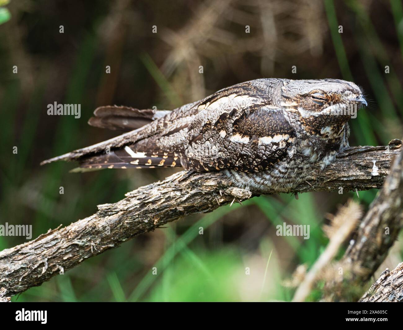 European nightjar Caprimulgus europaeus day roosting, New Forest ...