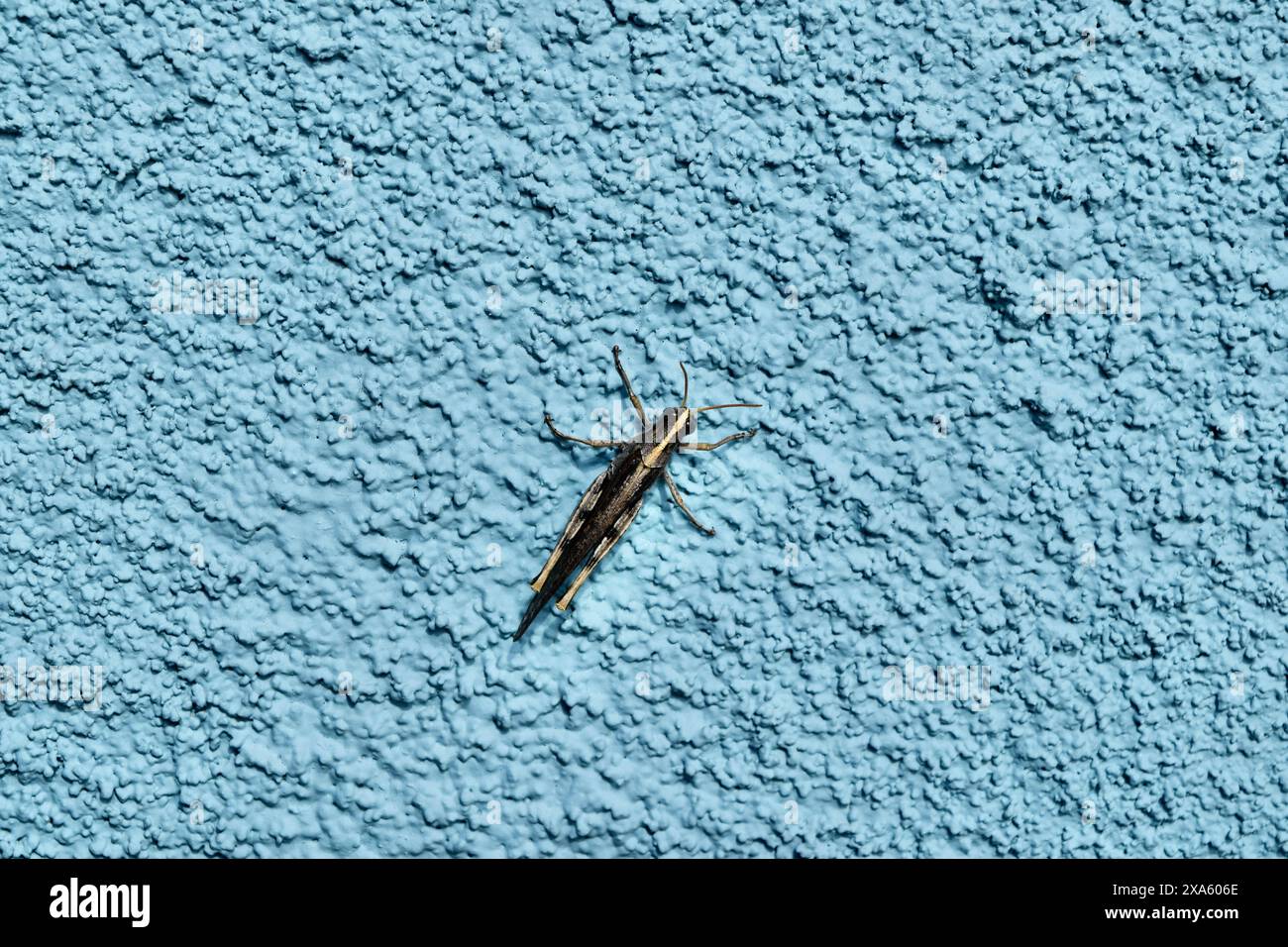 A close-up of a grasshopper on blue stucco house exterior Stock Photo ...