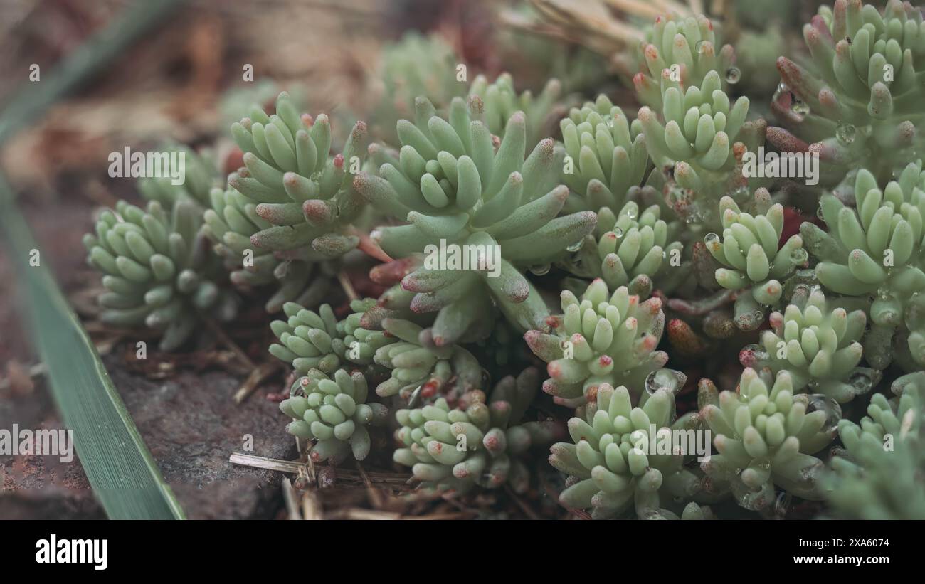 A close-up of multiple small green Sedum pachyphytum plants Stock Photo ...