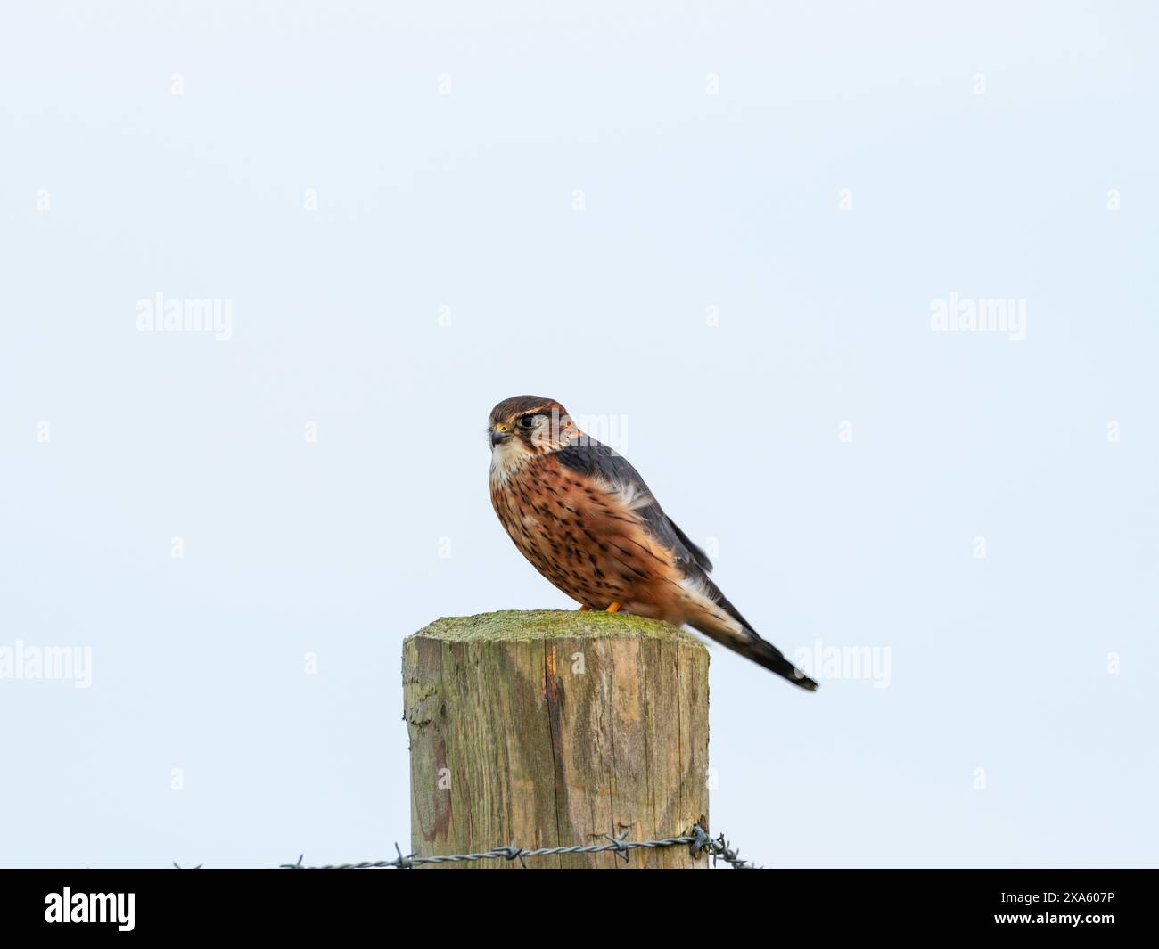 Merlin on a fence uk hi-res stock photography and images - Alamy
