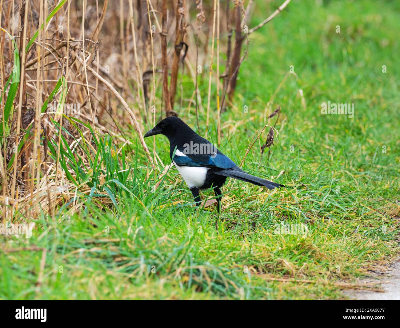 Common magpie Pica pica on the nature trail, Radipole Lake RSPB Reserve ...