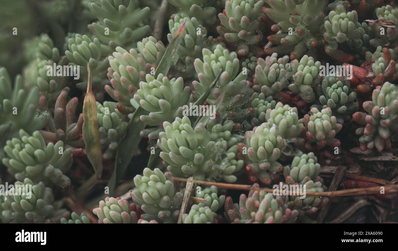 A close-up of multiple small green Sedum pachyphytum plants Stock Photo ...