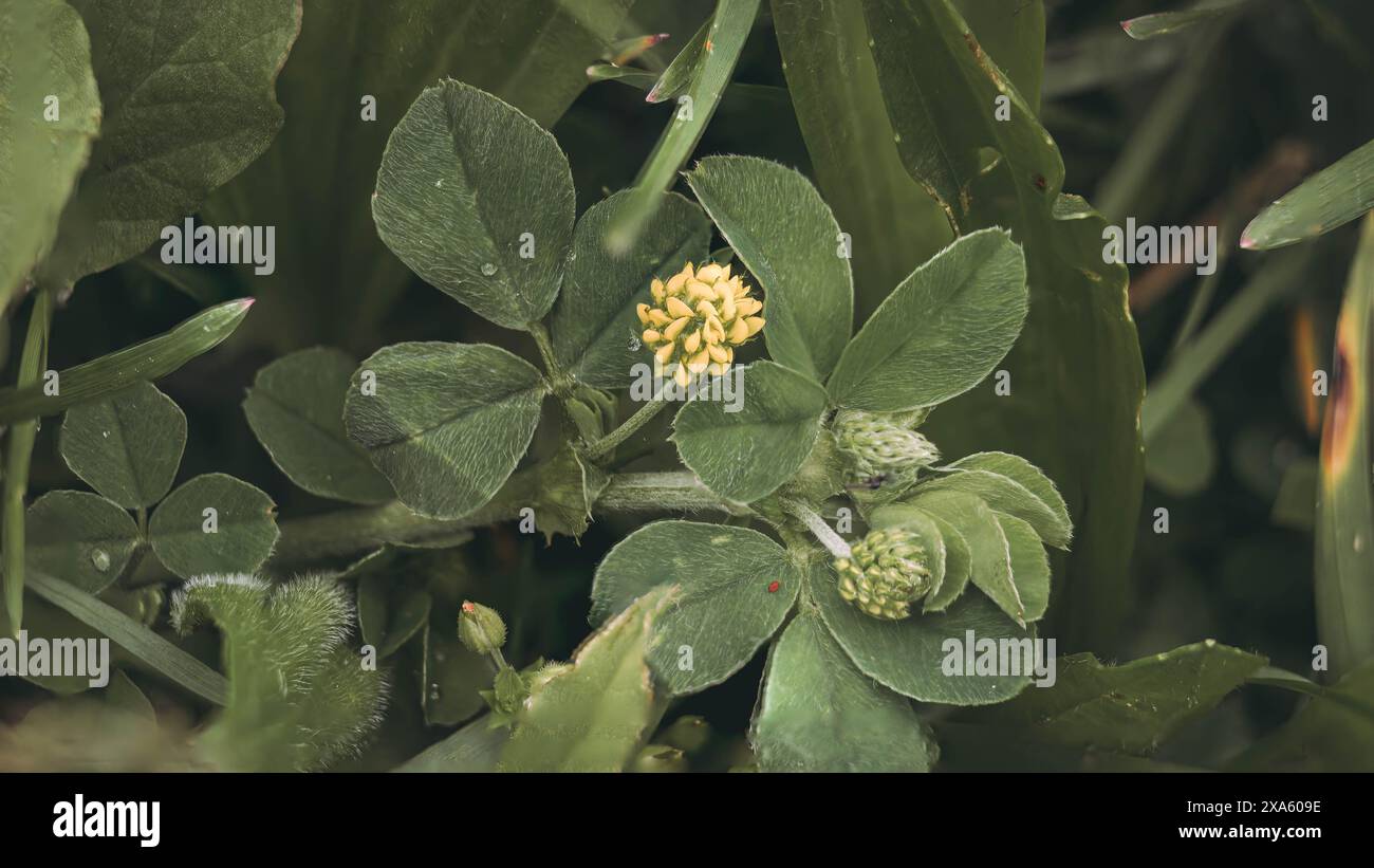 Tiny clover macro close hi-res stock photography and images - Alamy