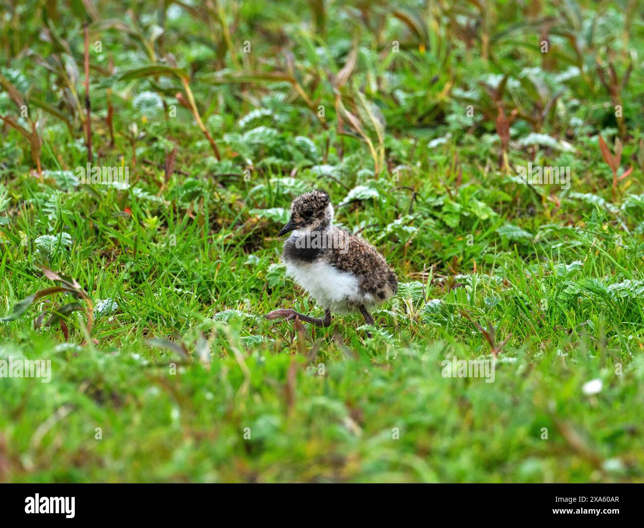 Northern lapwing Vanellus vanellus chick in a damp meadow, Balnarald ...
