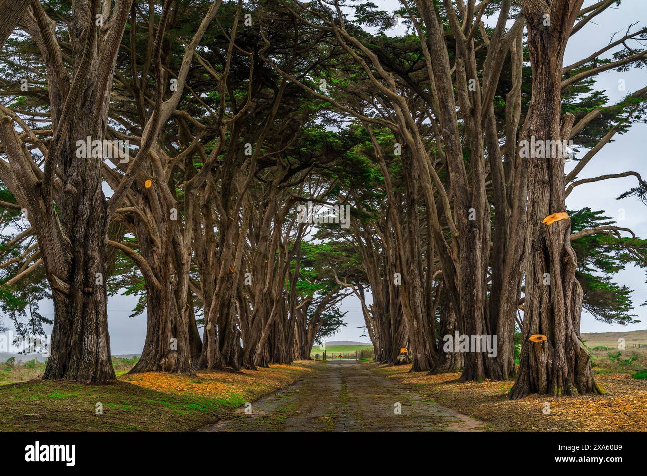 Majestic cypress tree hi-res stock photography and images - Alamy