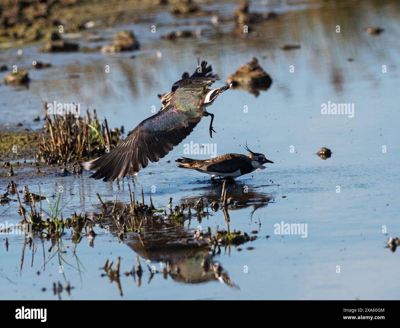 Northern lapwing Vanellus vanellus fighting over feeding territory in ...