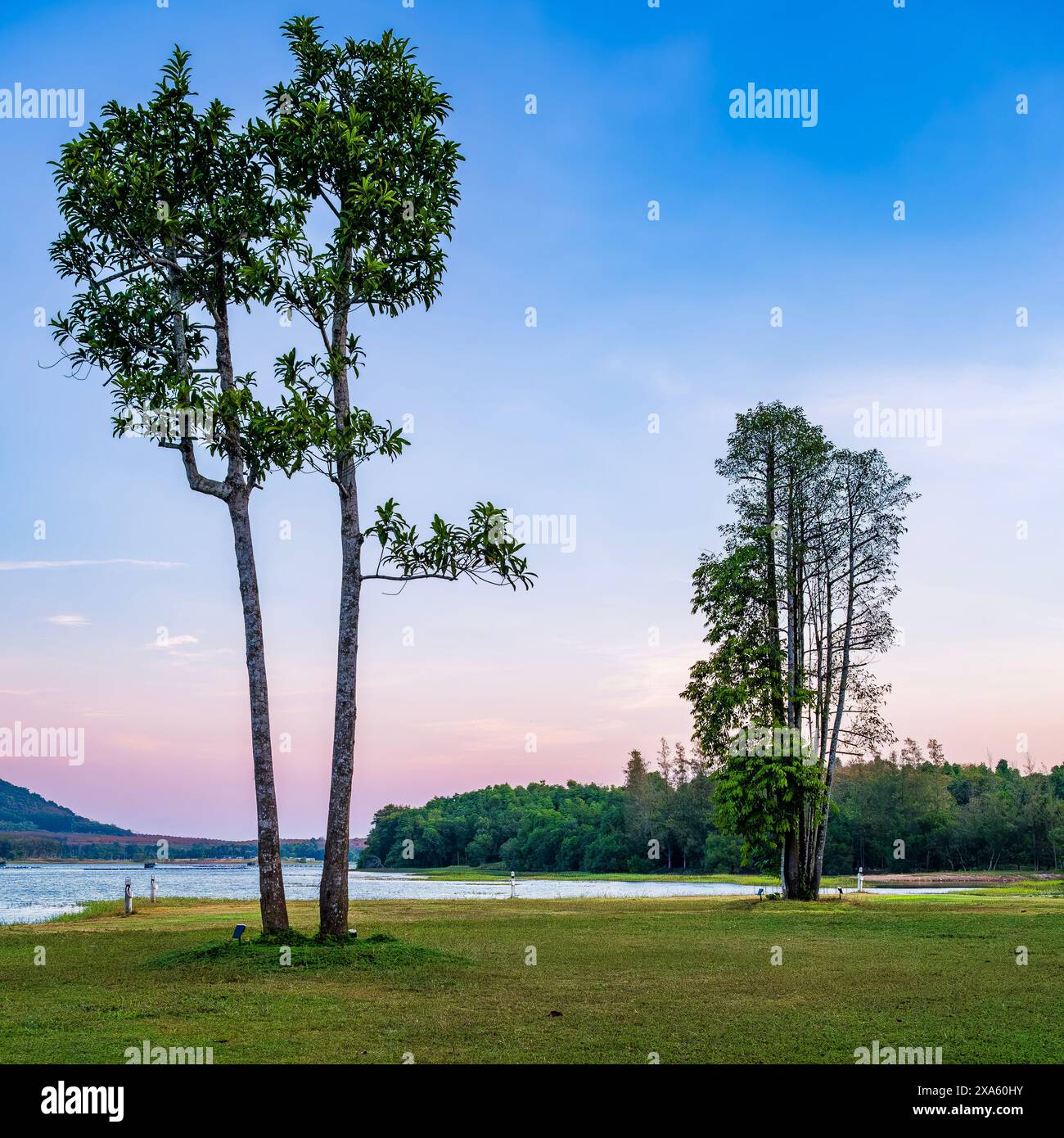 Trees by lake edge at sunset, bench under tree Stock Photo - Alamy