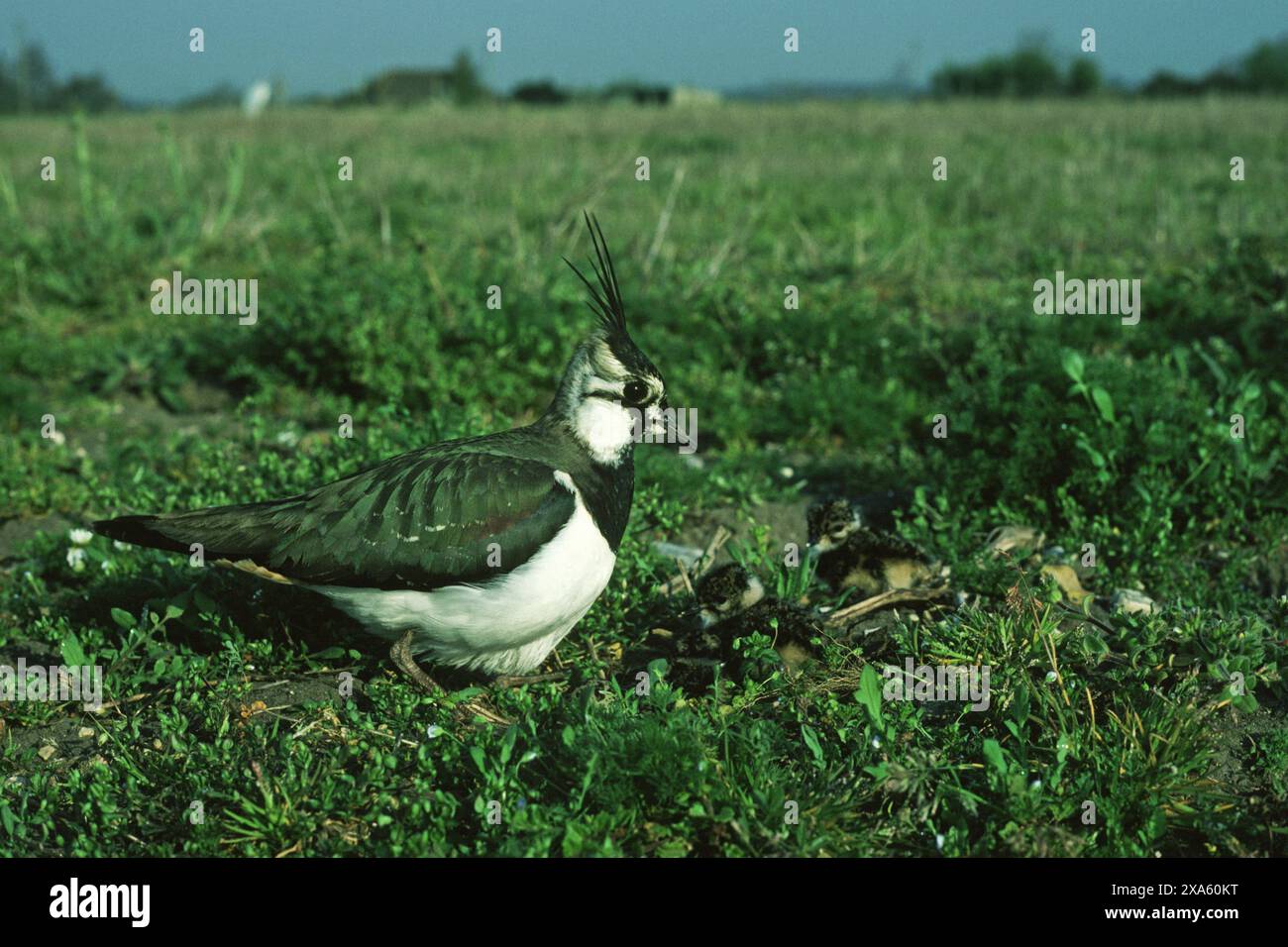 Northern lapwing Vanellus vanellus adult at the nest with chicks Avon ...