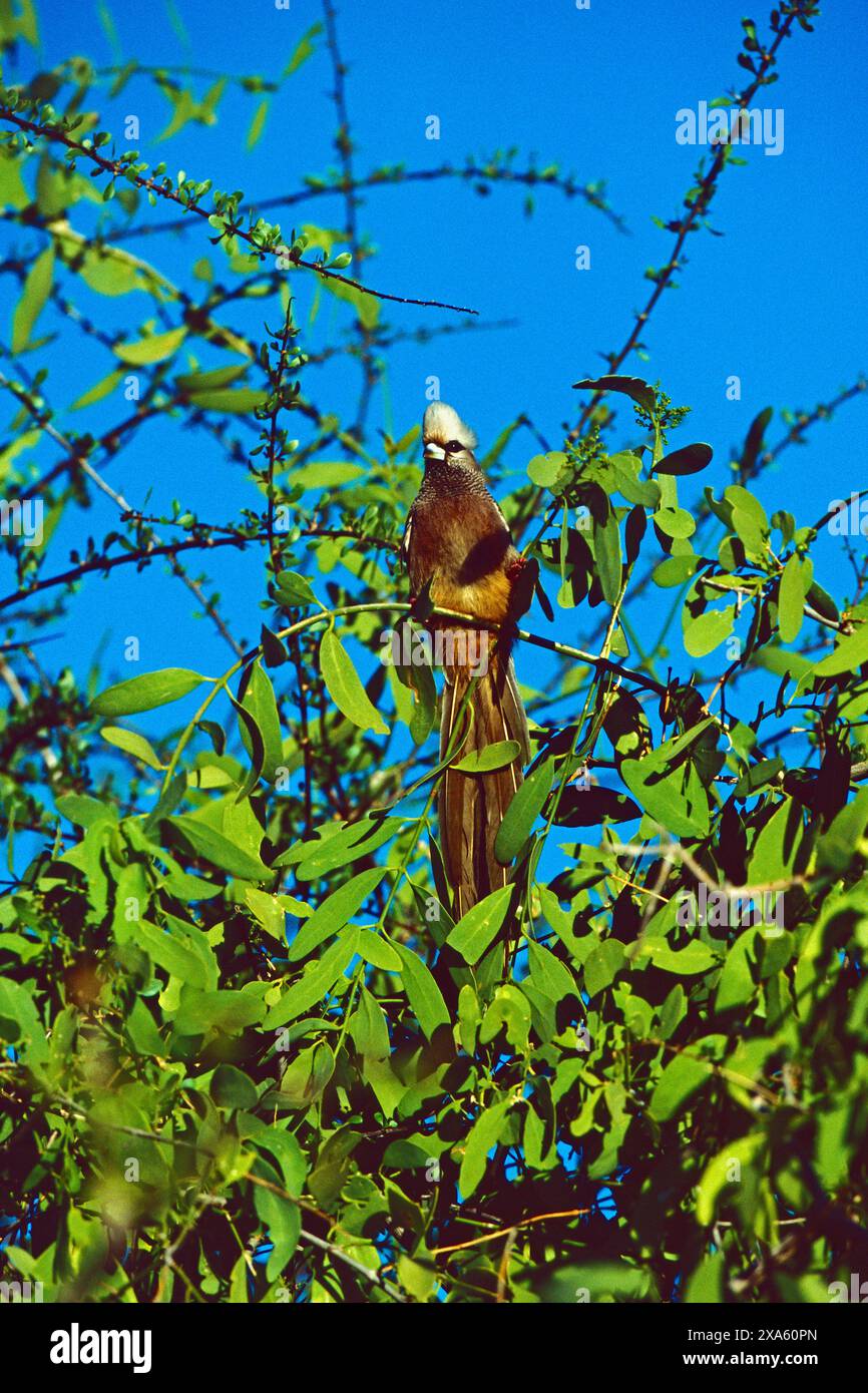 White-headed mousebird Colius leucocephalus perched in a tree, Samburu ...