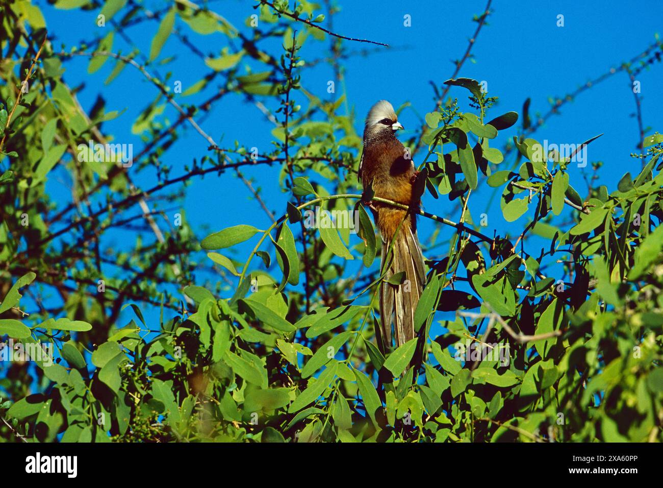 White-headed mousebird Colius leucocephalus perched in a tree, Samburu ...