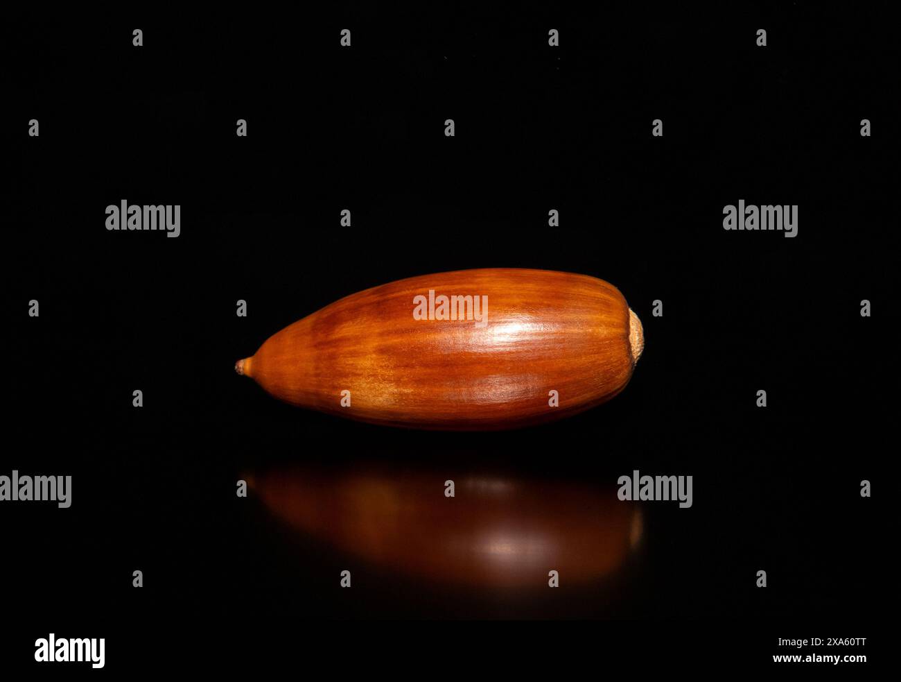 A Single oak seed on black background with reflection Stock Photo - Alamy