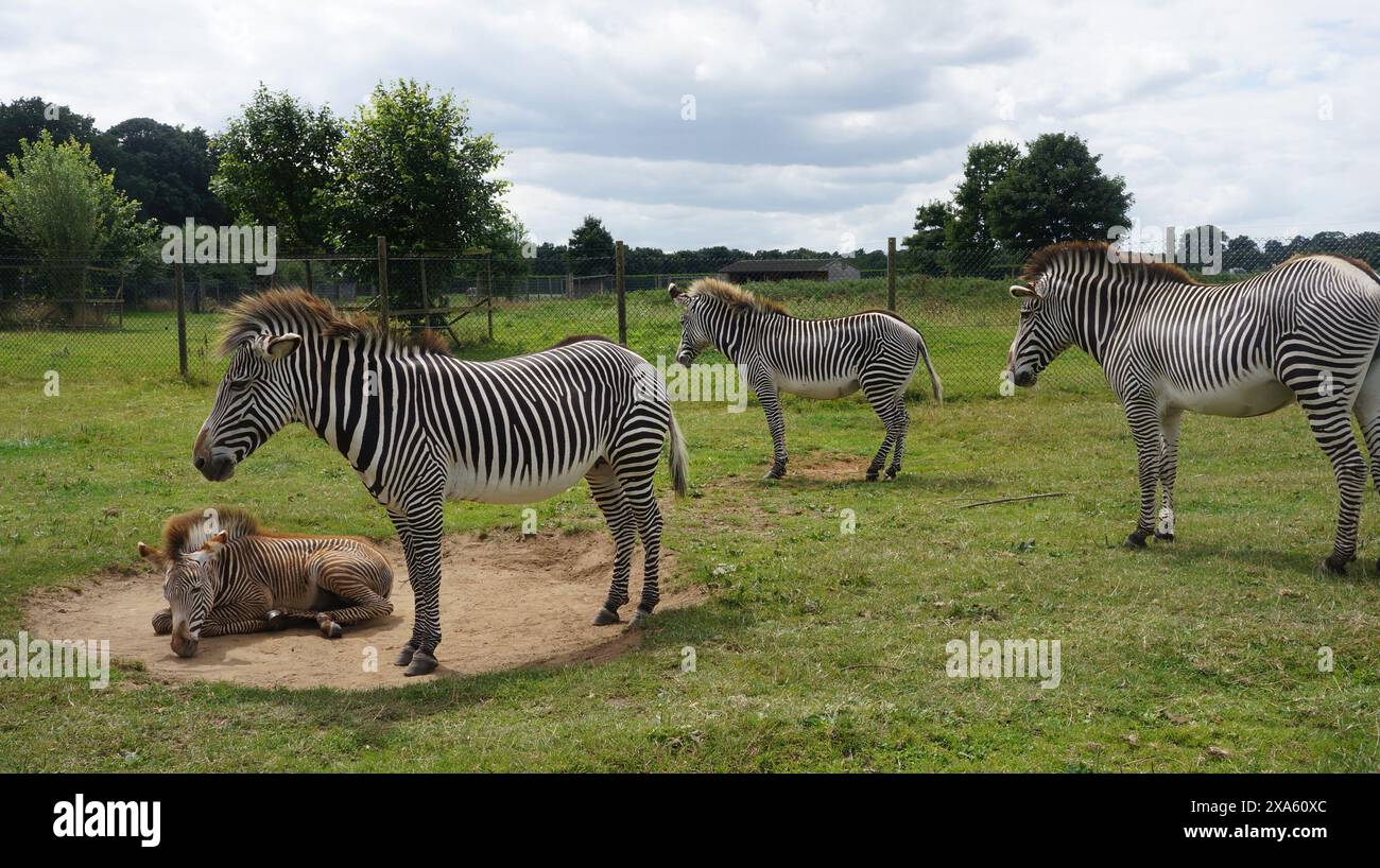 A family of zebra in the zoo Stock Photo - Alamy
