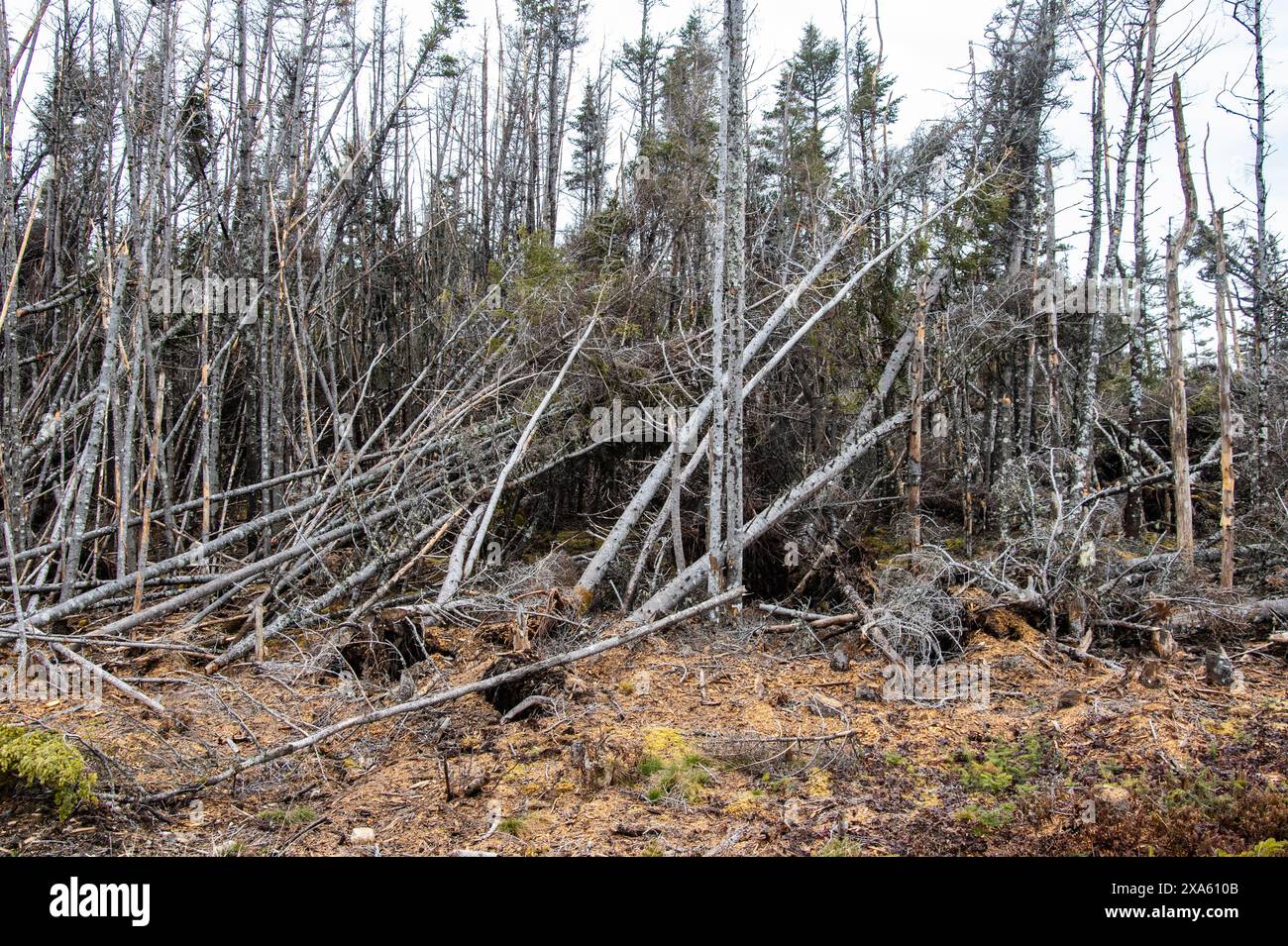Broken trees from ice and wind storms in Louisbourg, Nova Scotia ...