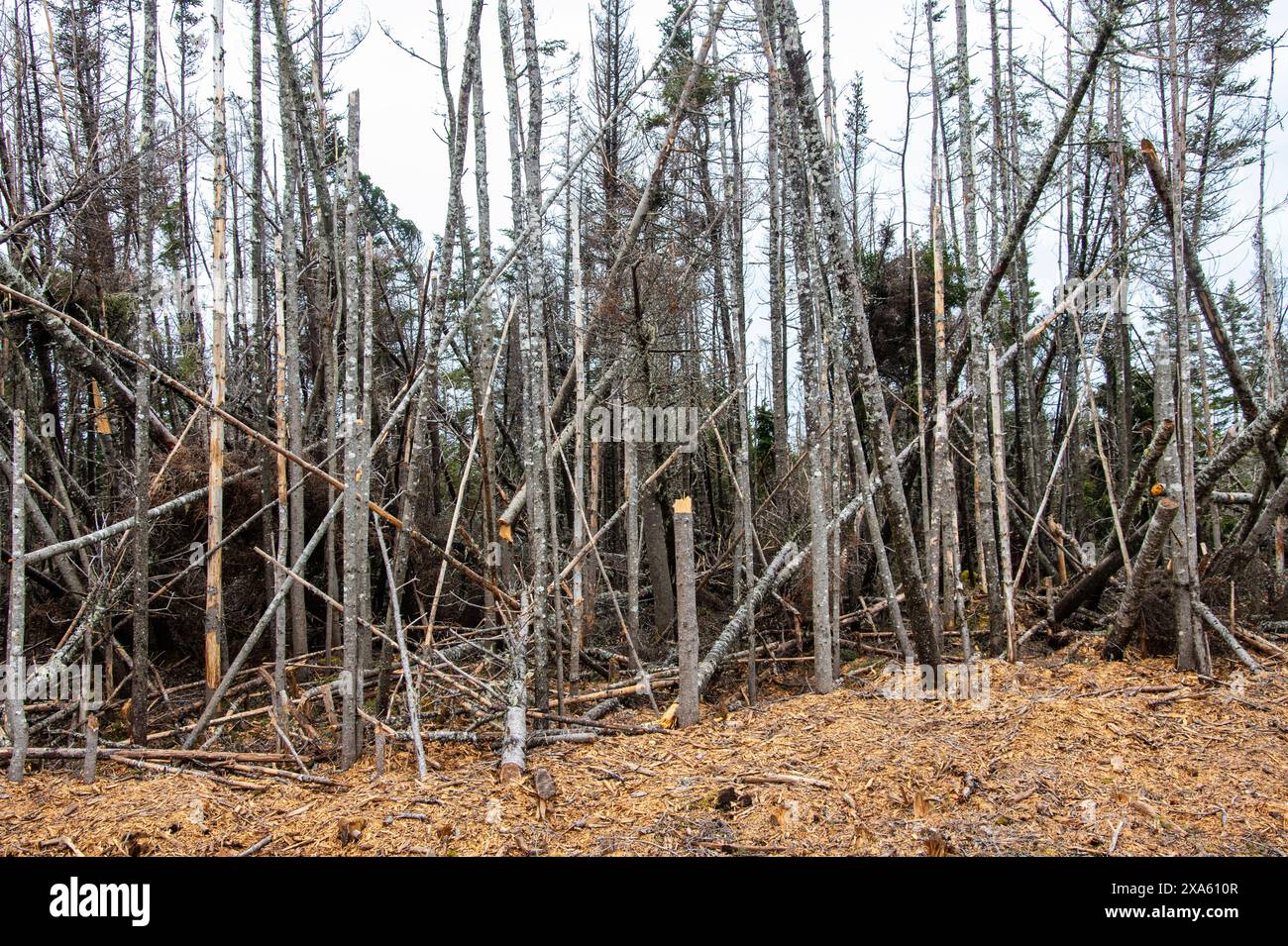 Broken trees from ice and wind storms in Louisbourg, Nova Scotia ...