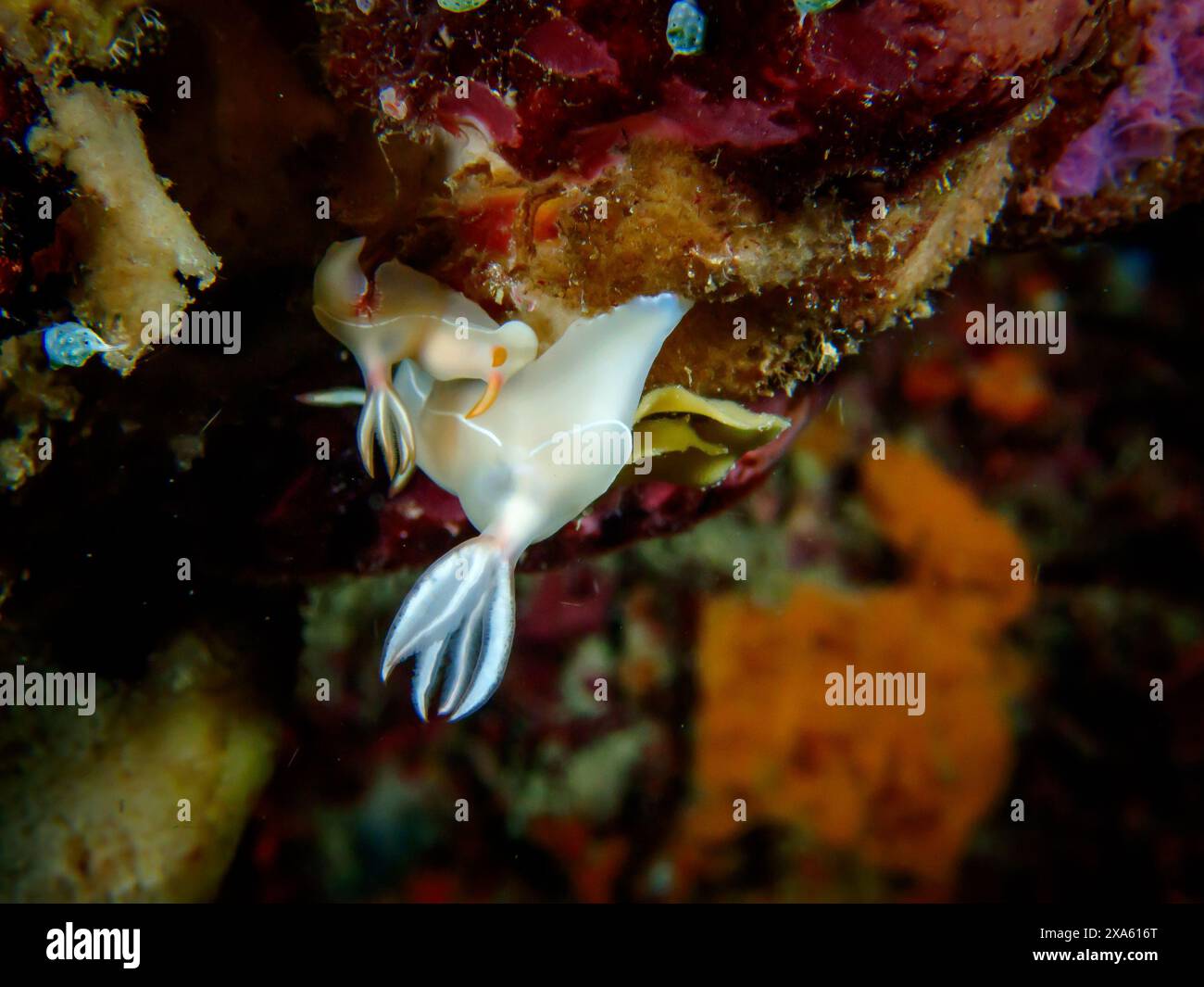 A closeup of sea fish swimming under the sea Stock Photo - Alamy