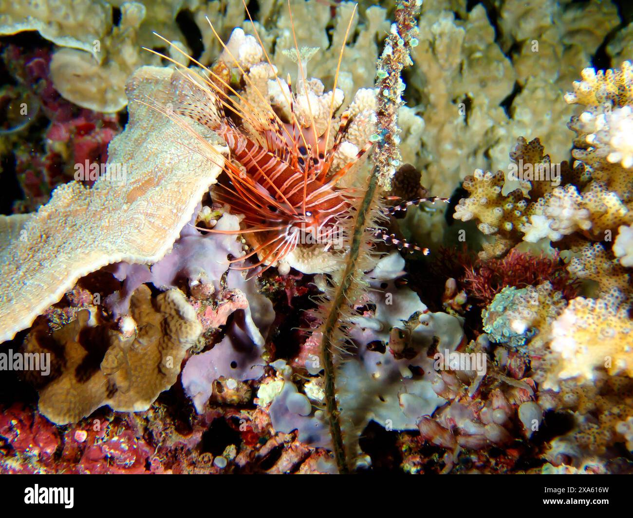 A closeup of sea fish swimming under the sea Stock Photo - Alamy