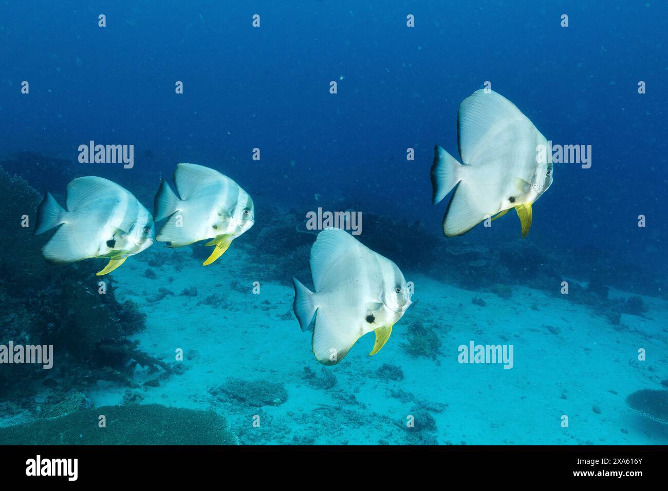A closeup of sea fish swimming under the sea Stock Photo - Alamy