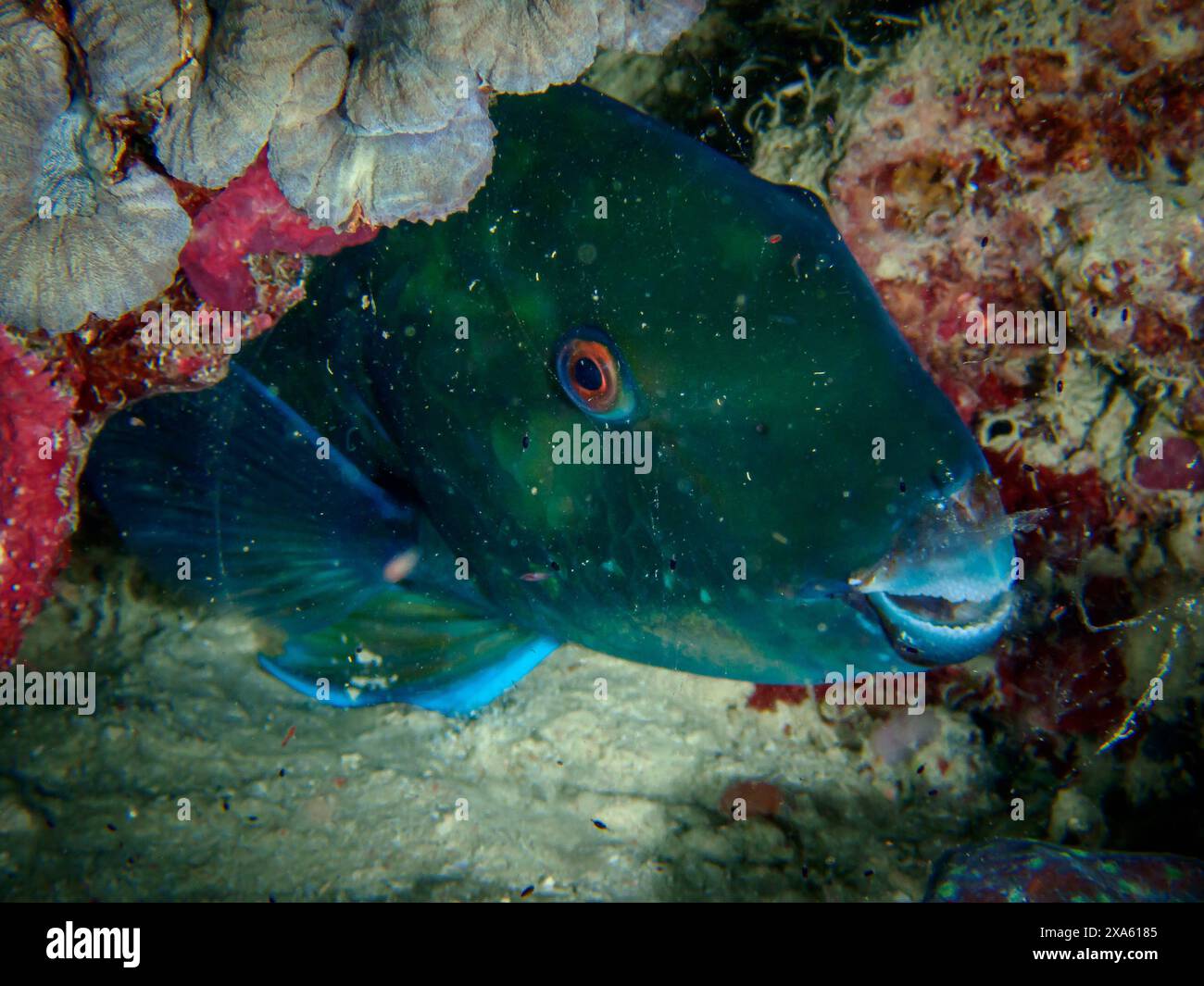 A closeup of sea fish swimming under the sea Stock Photo - Alamy