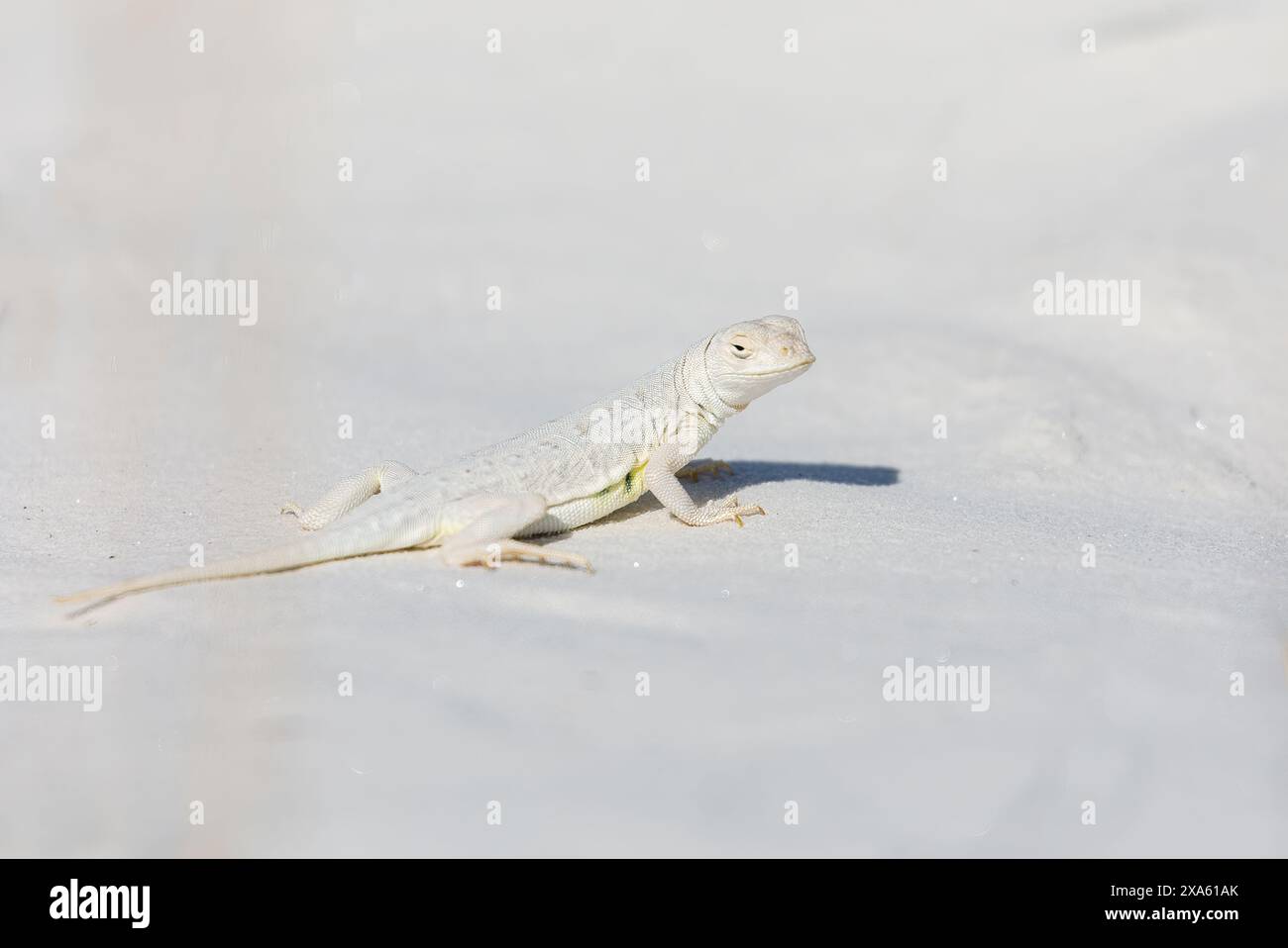 Bleached earless lizard (Holbrookia maculata ruthveni), White Sands ...