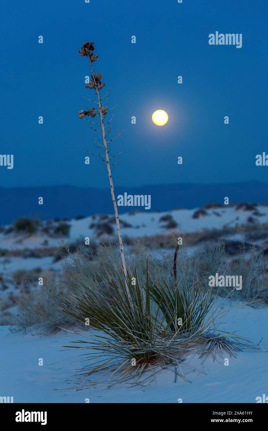 Yucca at night, White Sands, New Mexico, USA Stock Photo - Alamy
