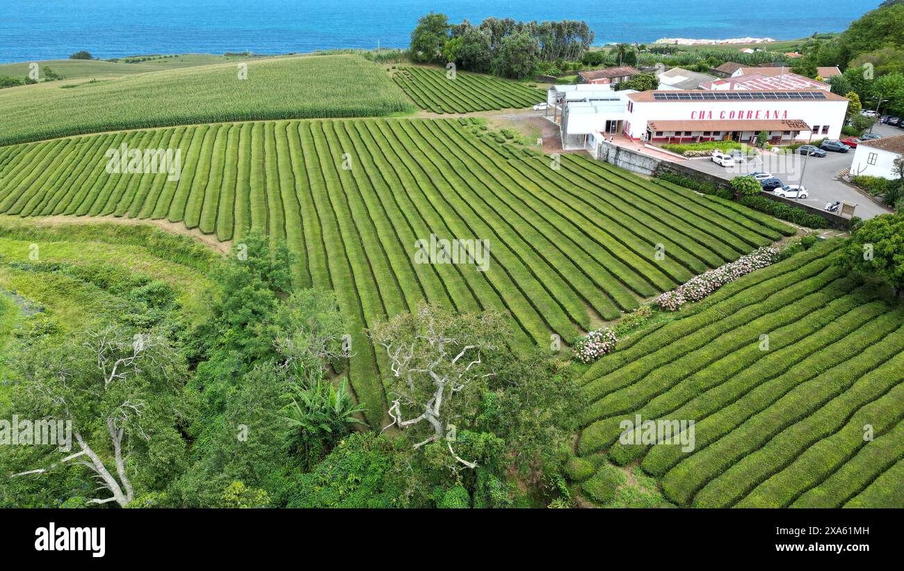 A vast tea plantation with a grand building atop it Stock Photo - Alamy