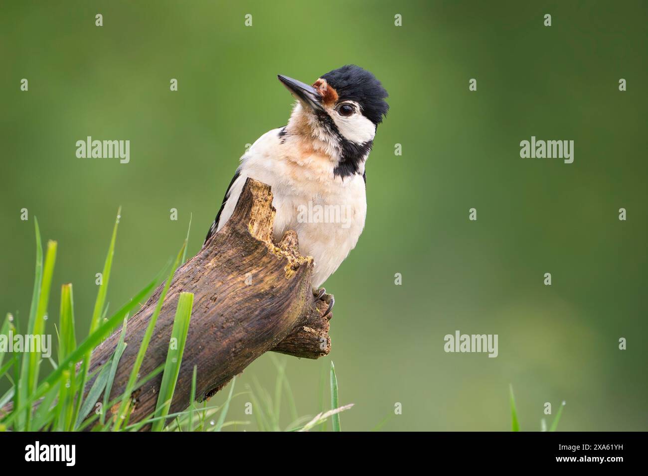 female great spotted woodpecker, Dendrocopos major Stock Photo - Alamy