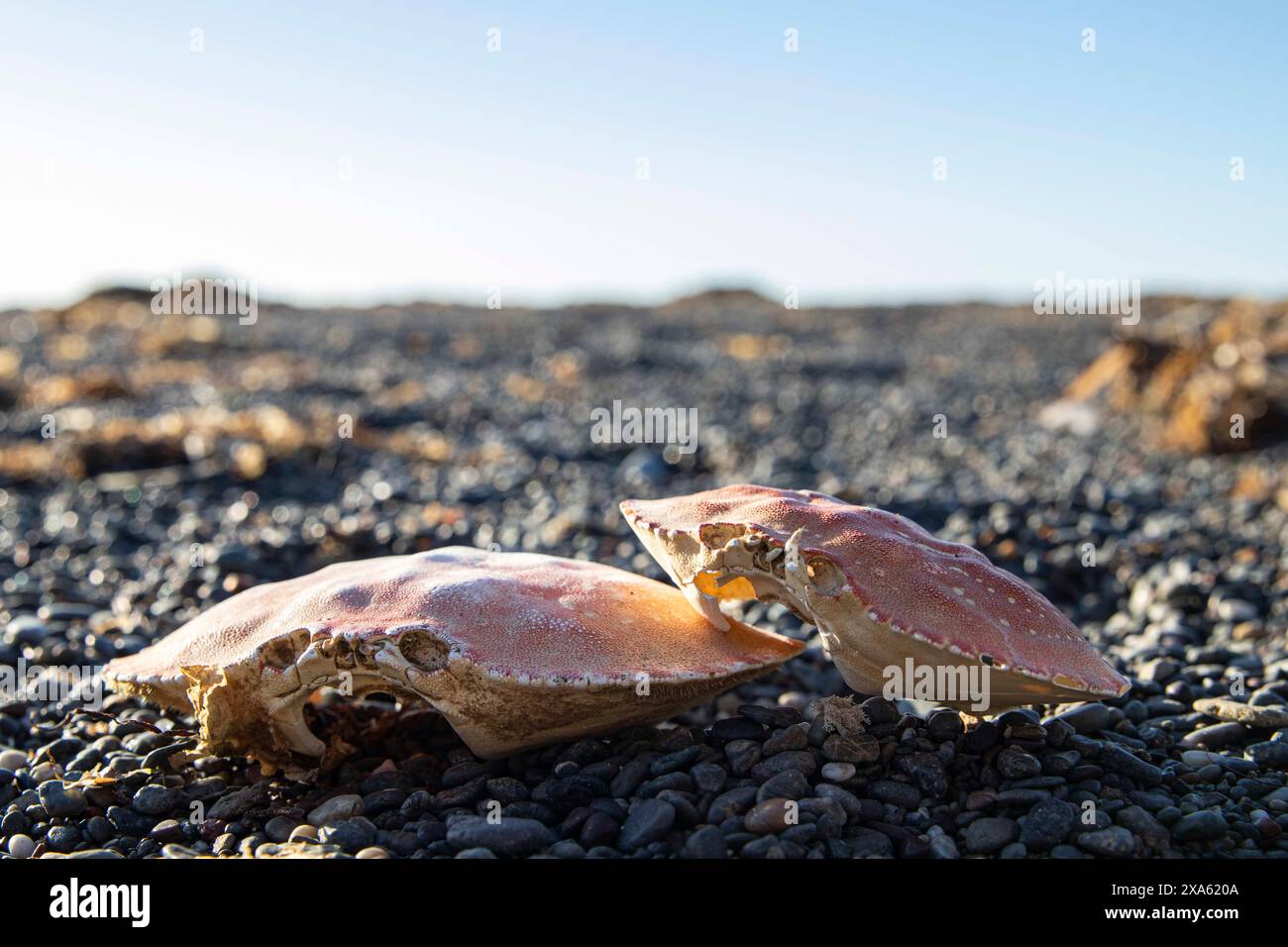A closeup of crab shells on a pebbled beach Stock Photo - Alamy
