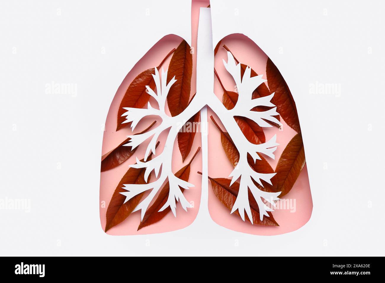 Paper cut out lungs with leaves on pink background Stock Photo - Alamy