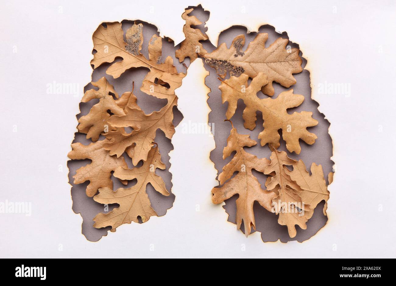 Paper cut out lungs and dry oak leaves on grey background Stock Photo ...