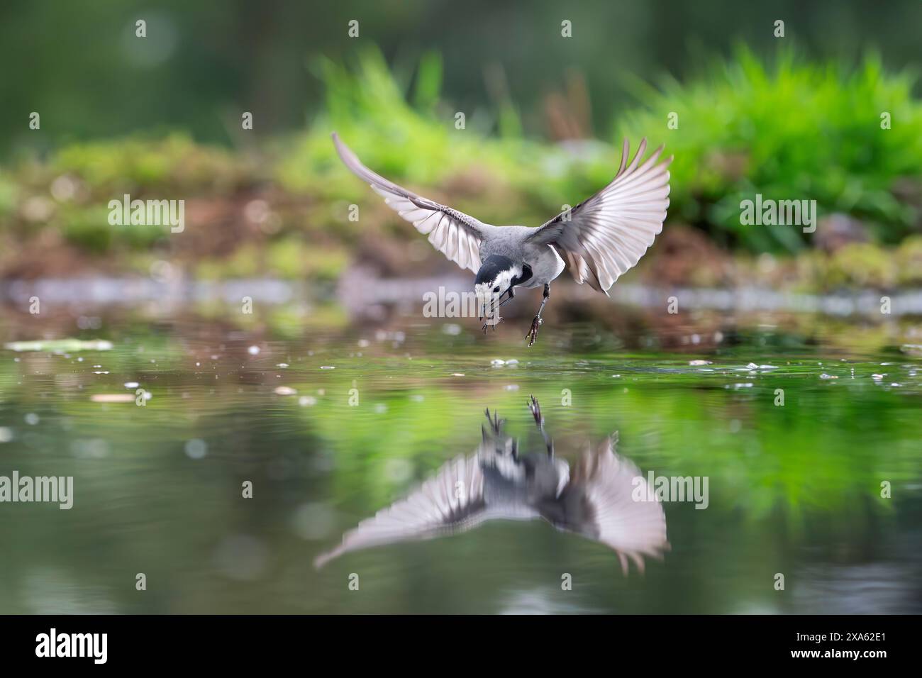 white wagtail flying to catch an insect in the water, Motacilla alba ...