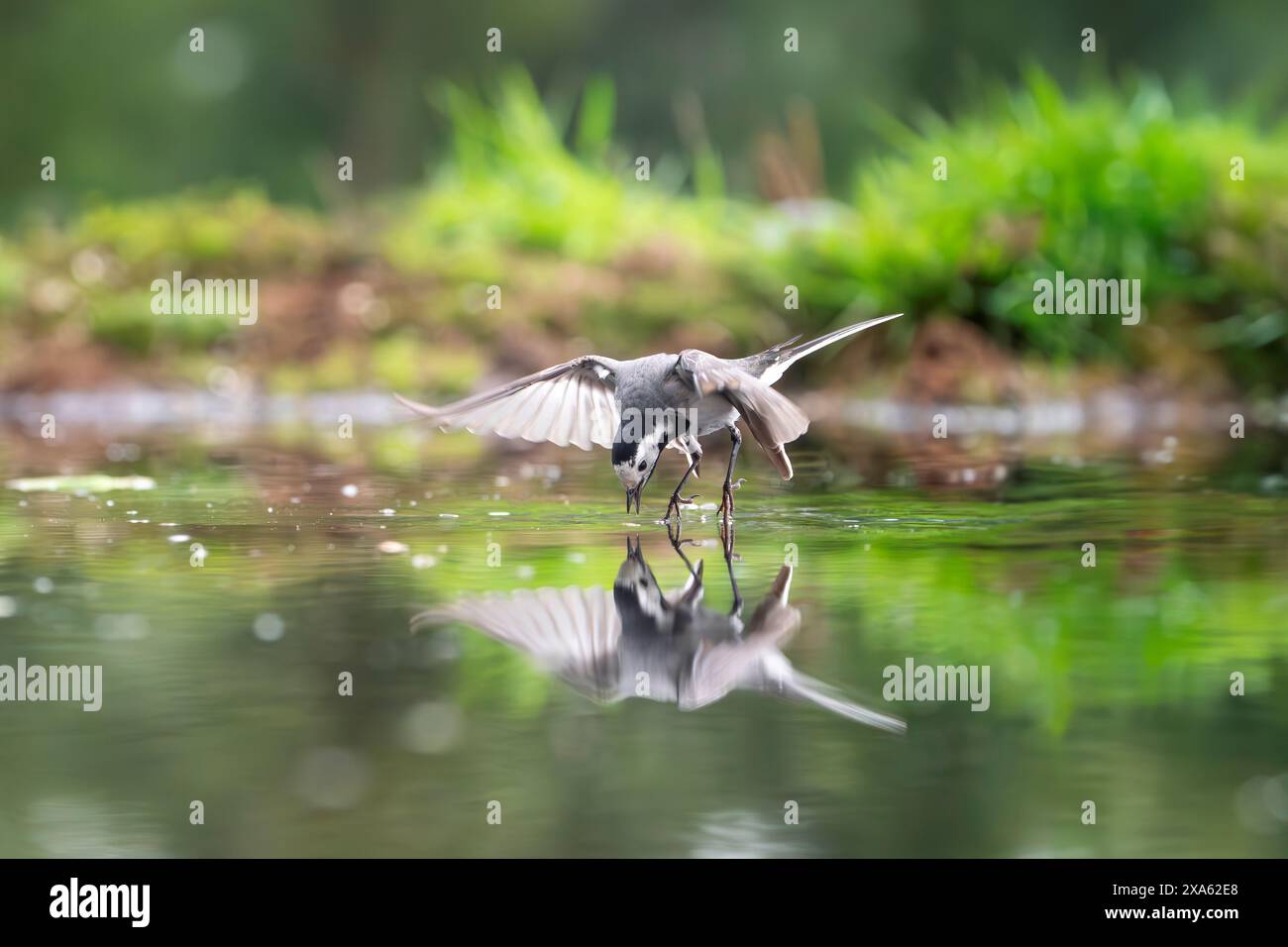 white wagtail flying to catch an insect in the water, Motacilla alba ...